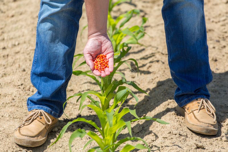 Hand full of corn seeds stock photo. Image of seed, hand - 54824988