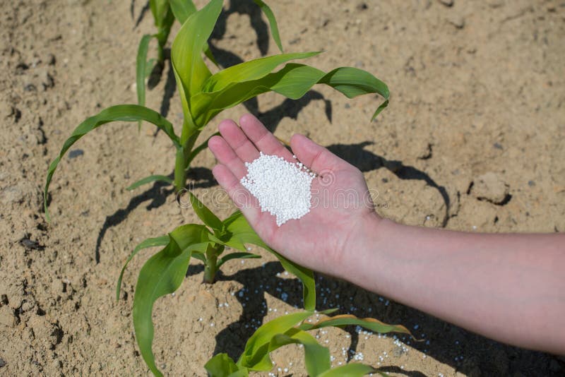 Hand full of fertilizer stock photo. Image of farmer - 54821662