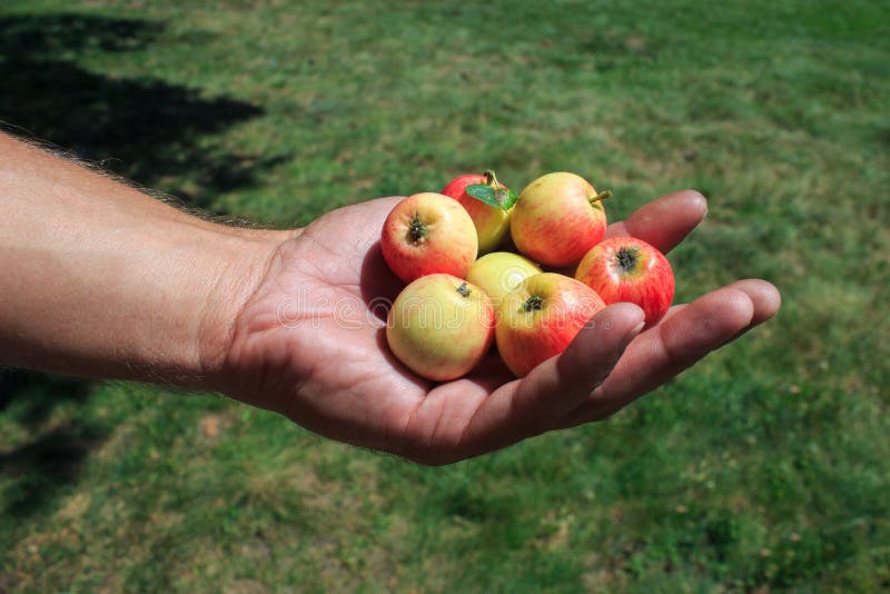 Hand full with mini apples stock image. Image of food - 127716391