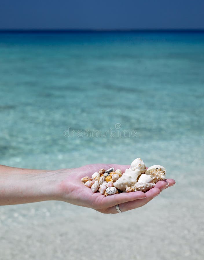 Hand full of shells stock photo. Image of antilles, close - 11651118