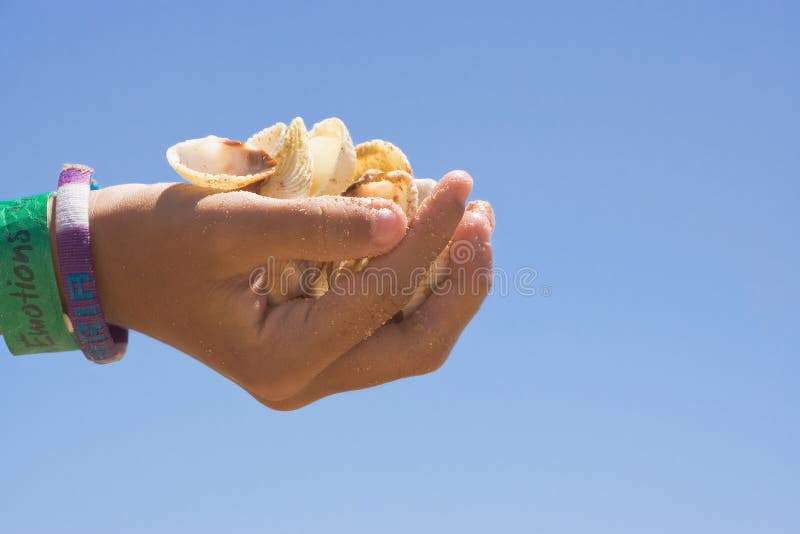 Hand full of shells stock photo. Image of summer, green - 27124780