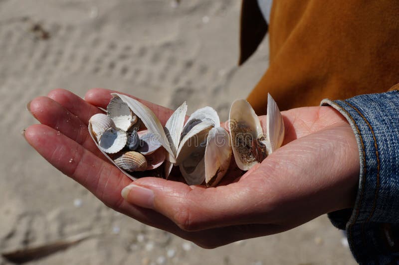 Hand full of shells stock photo. Image of hands, mussels - 40915110