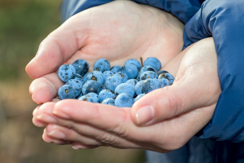 Hand full of sloes berries stock image. Image of handful - 63754703
