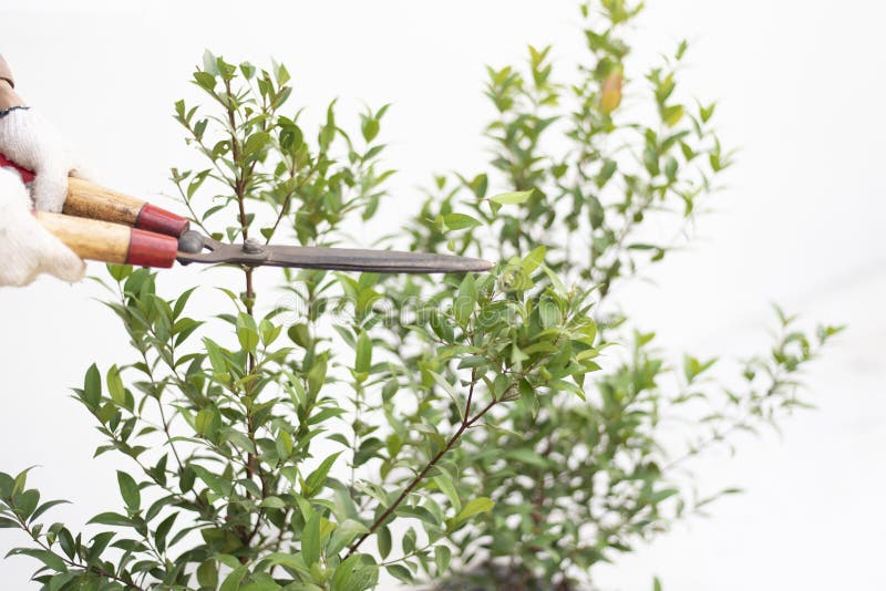Hand of Gardener Cutting and Decorating Branch of Tree and Green Leaves ...