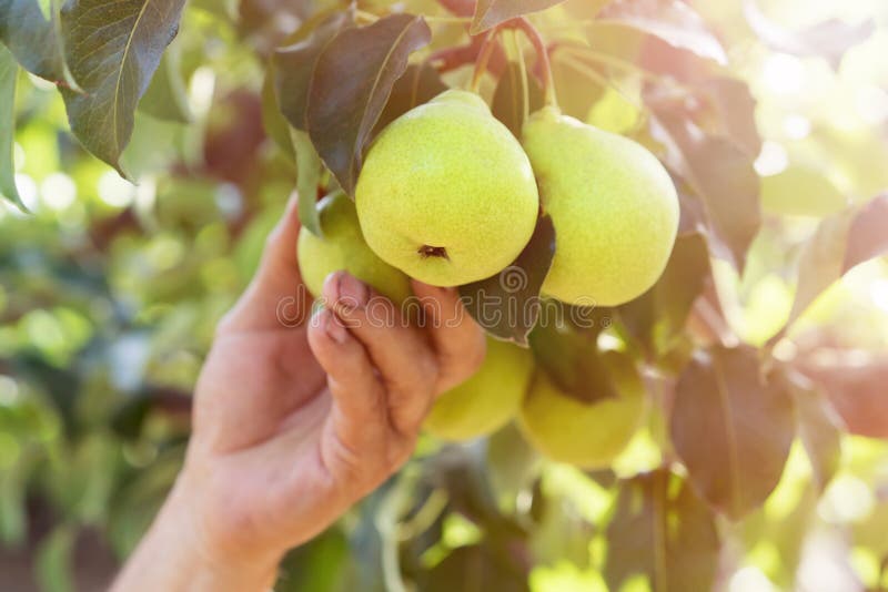 Hand Gardener Pulls Harvesting Off an Pear from Branch of the Tree ...