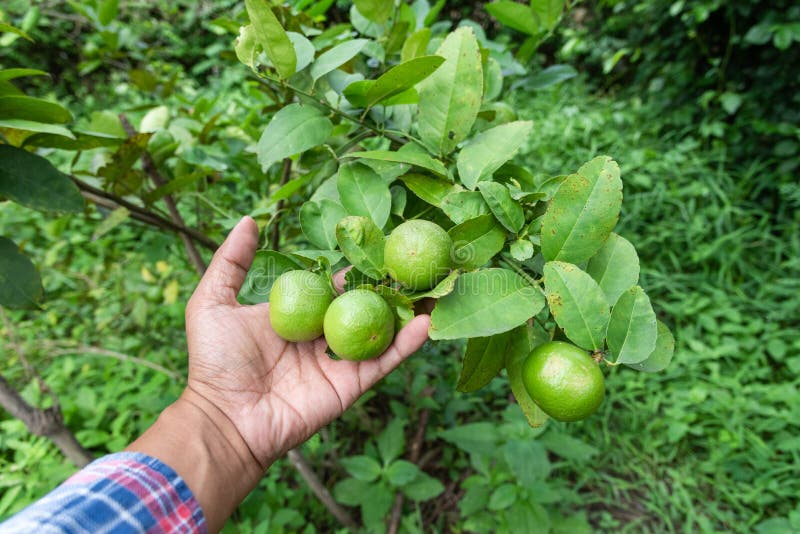 Hand Gardeners Catch Lime Green on a Tree Stock Image - Image of asian ...