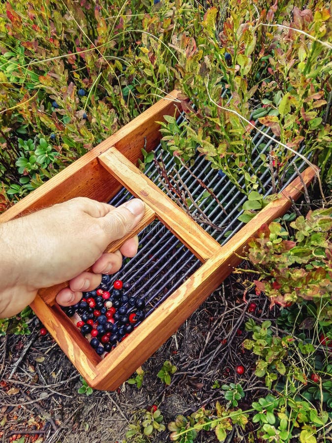 Hand gathering blueberries stock image. Image of bilberries - 100357747