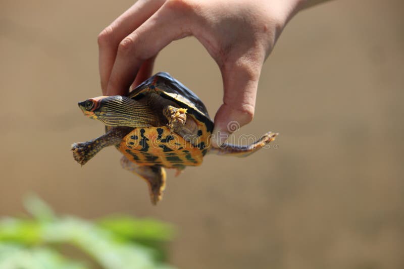 309 Tortoise Shell Like Boat Stock Photos - Free & Royalty-Free Stock ...