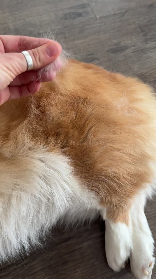 Hand Gently Pulling Loose Undercoat from Shedding Corgi Dog Stock Video ...
