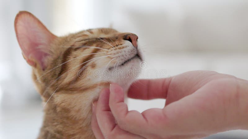 Hand Gently Touching and Rubbing a Cat`s Neck Stock Footage - Video of ...