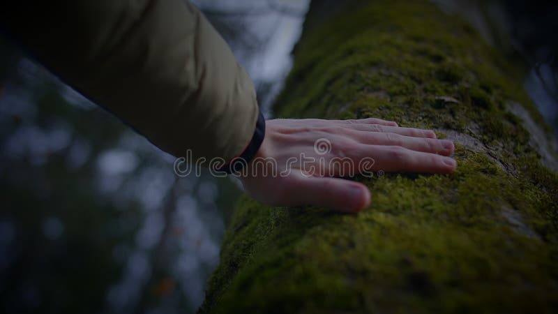 Hand Gestures on a Tree Trunk, Feeling the Rough Wood with Their Thumb ...