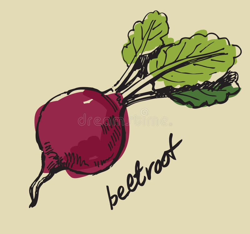 Hand getrokken biet vector illustratie. Illustration of vers - 34326548