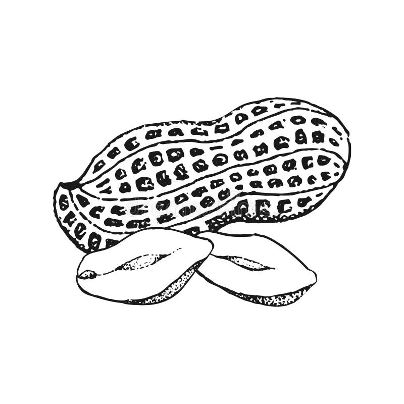 Pinda Vector tekening vector illustratie. Illustration of bruin - 84157726