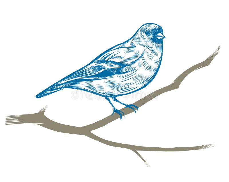 Hand getrokken vink vector illustratie. Illustration of geïsoleerd ...