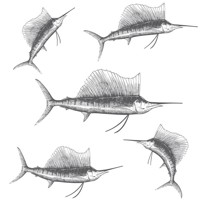 Hand Getrokken Zeilvis vector illustratie. Illustration of winkel ...