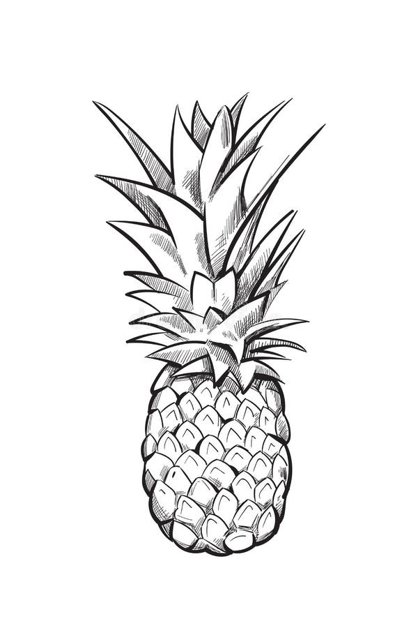 Hand Gezeichnete Ananas Vektor-Frucht Vektor Abbildung - Illustration ...
