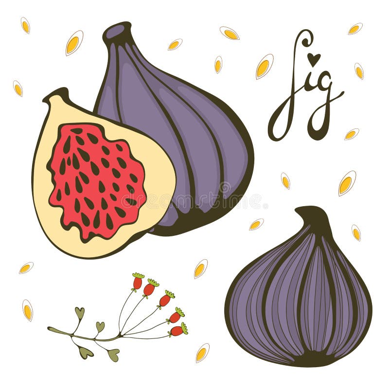 Hand gezeichnete Feigen vektor abbildung. Illustration von abbildung ...