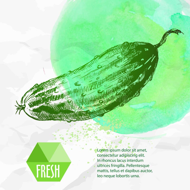 Hand Gezeichnete Frische Gurke Vektor Abbildung - Illustration von ...