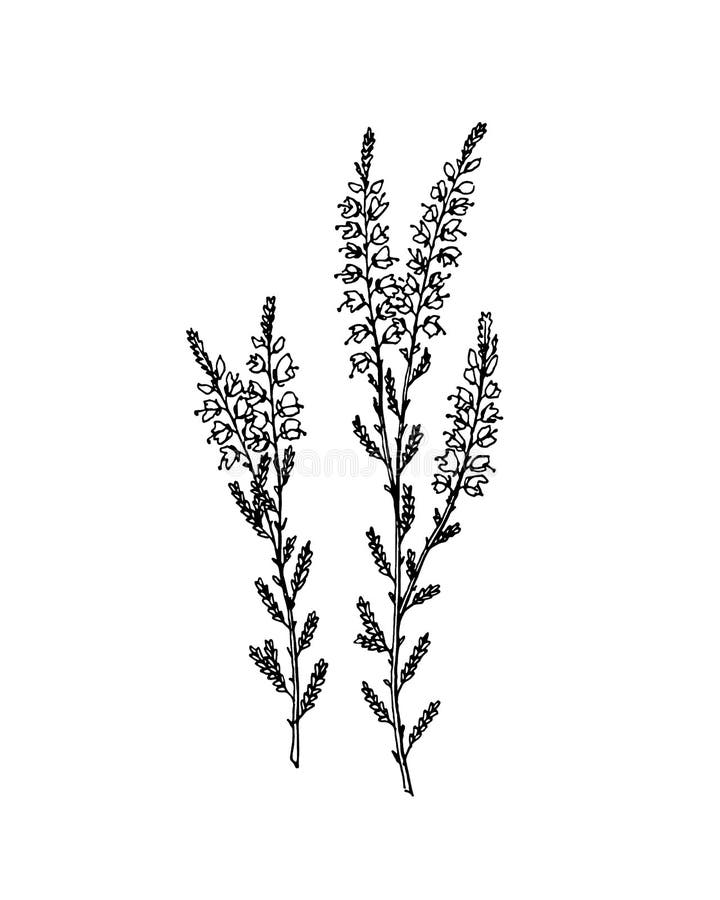 Hand gezeichnete Heide vektor abbildung. Illustration von europa - 87139212