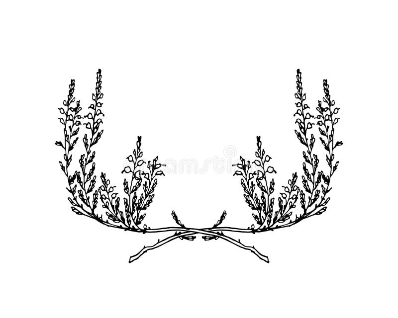 Hand gezeichnete Heide vektor abbildung. Illustration von graphik ...