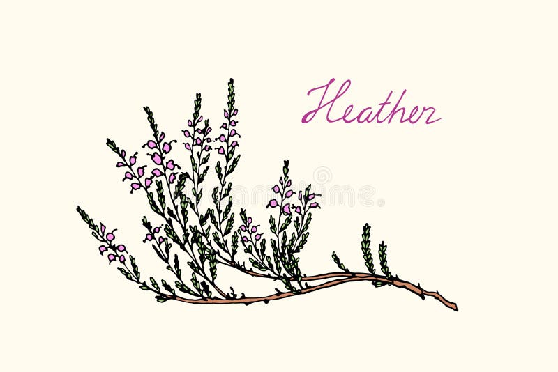 Hand gezeichnete Heide vektor abbildung. Illustration von europa - 87139212
