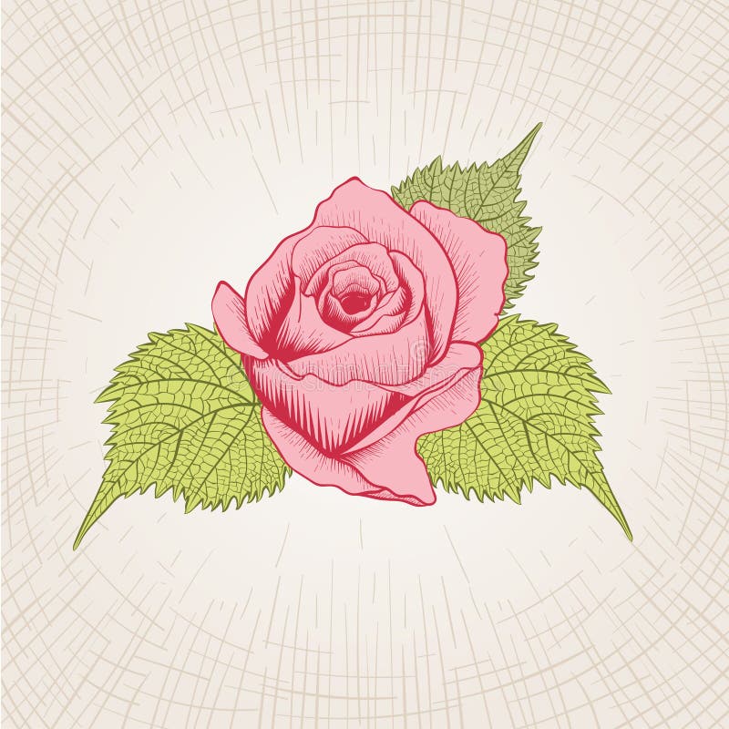 Hand gezeichnete Rose vektor abbildung. Illustration von tinte - 58939834