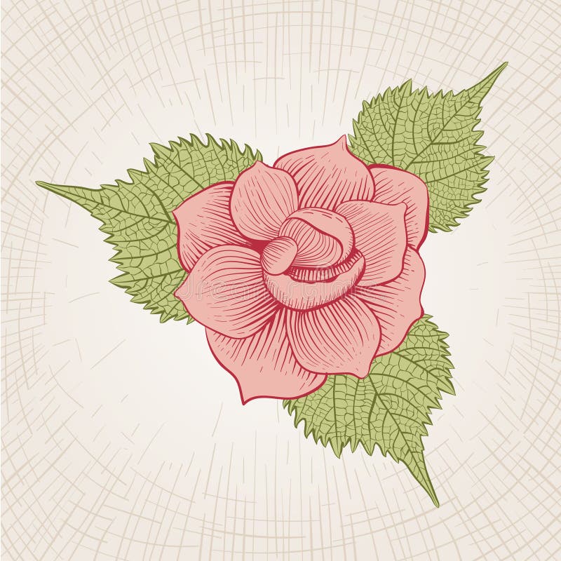 Hand gezeichnete Rose vektor abbildung. Illustration von element - 58939848