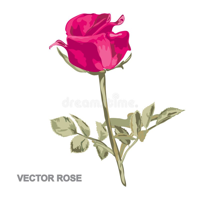 Hand gezeichnete Rose vektor abbildung. Illustration von abbildung ...