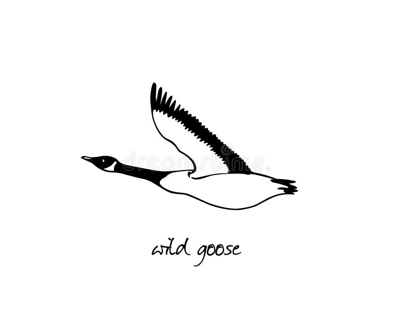 Hand Gezeichnete Wilde Gans Vektor Abbildung - Illustration von tier ...
