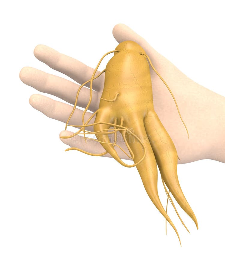 Hand with ginseng stock illustration. Illustration of character - 24851109