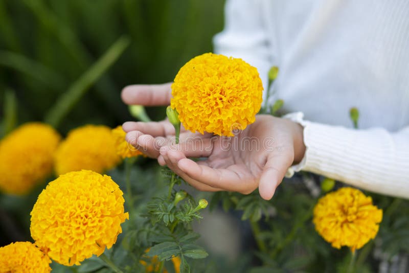 Hand of a Girl Touch Flower Stock Photo - Image of childhood, outdoor ...