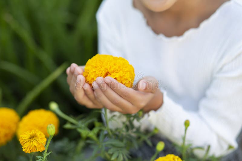 Hand of a Girl Touch Flower Stock Photo - Image of spring, hand: 220918938