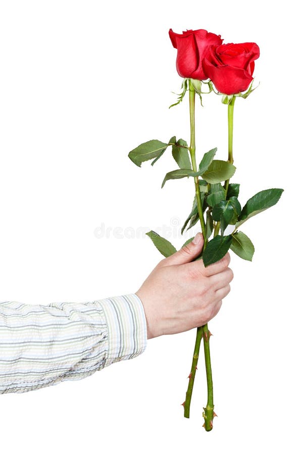 Man's Hand Giving Rose Stock Images - Download 1,028 Royalty Free Photos