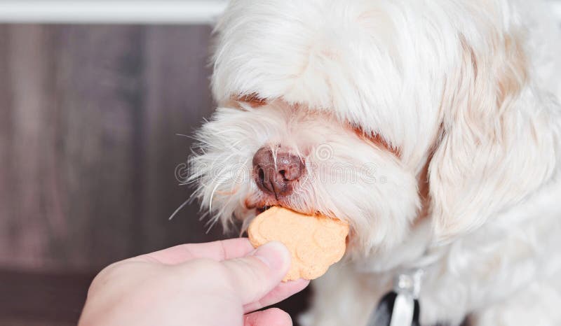 Lhasa Apso Dog Holding a Flower in His Mouth, Showing His Teeth in a ...