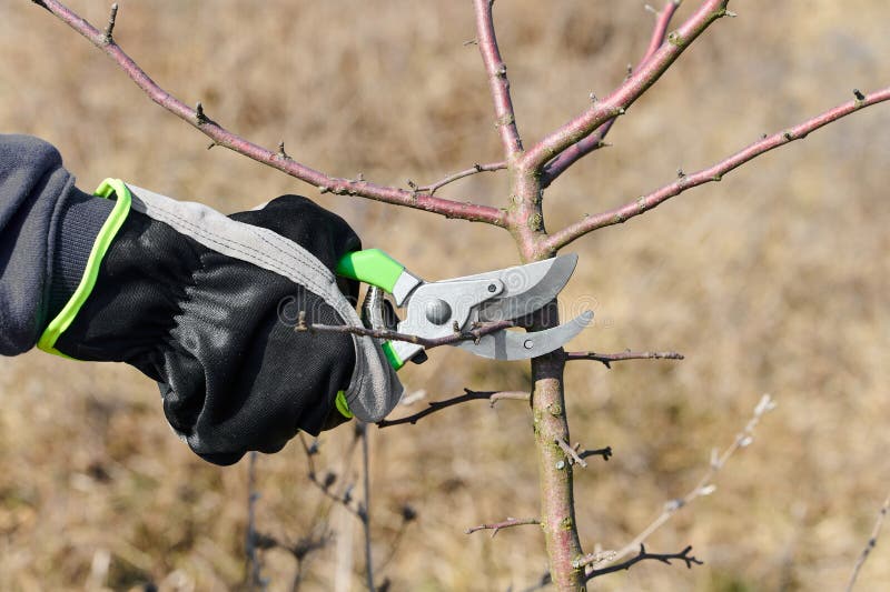 Pruning Branches of a Young Tree in Early Spring with Garden Shears for ...