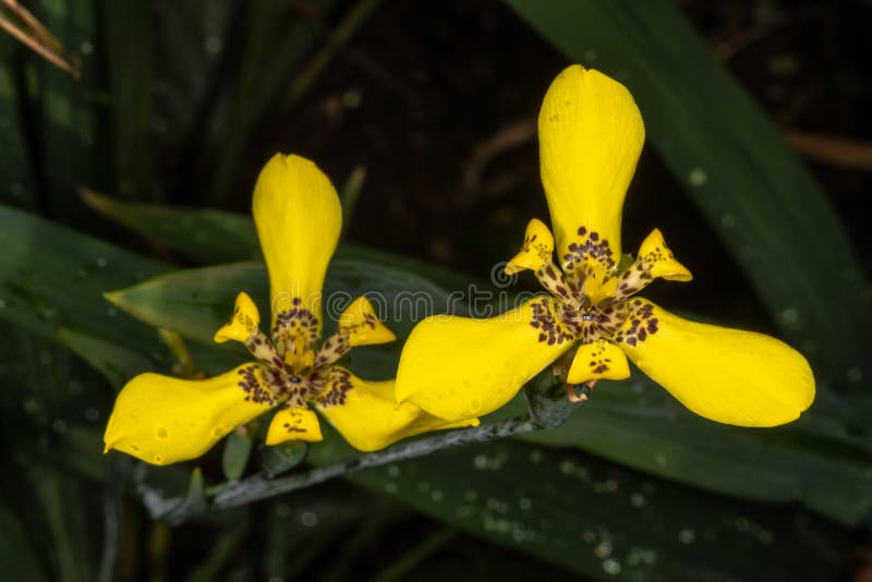 Hand of God Flowers stock photo. Image of caribbean - 185939806