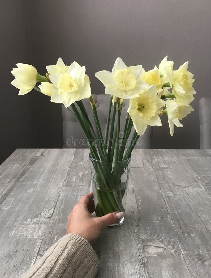 Hand Grabbing a Glass Filled with Daffodils Stock Image - Image of ...