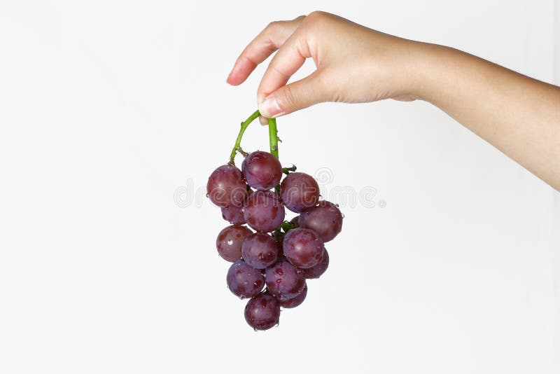 Hand with grapes stock photo. Image of natural, fresh - 11332962