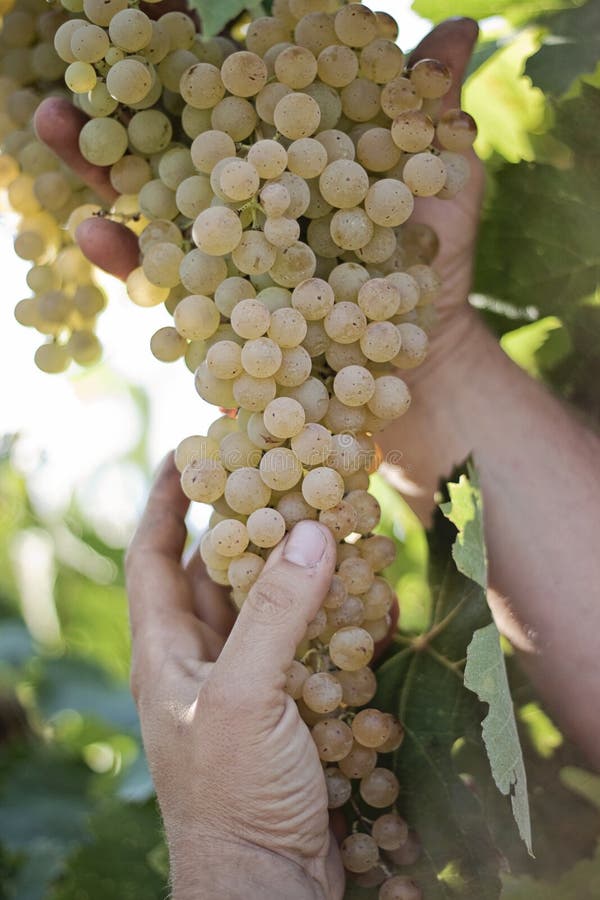 Hand with grapes stock photo. Image of light, sunny, season - 26607056