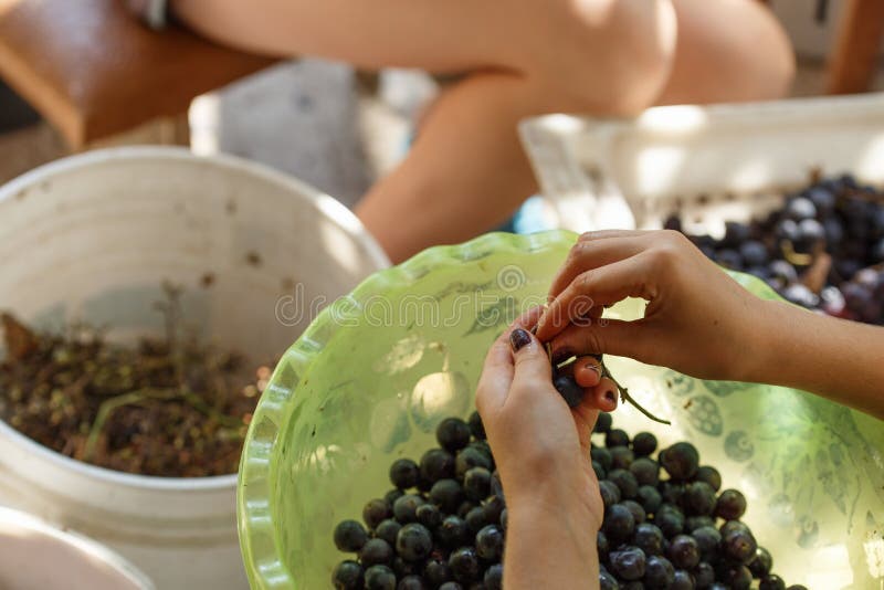 Hand Grapes for Wine, Grape Separation Stock Photo - Image of ...