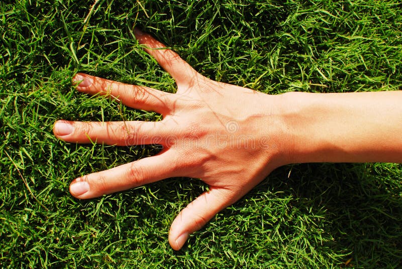 Hand on grass stock photo. Image of feel, hand, touch - 13357736