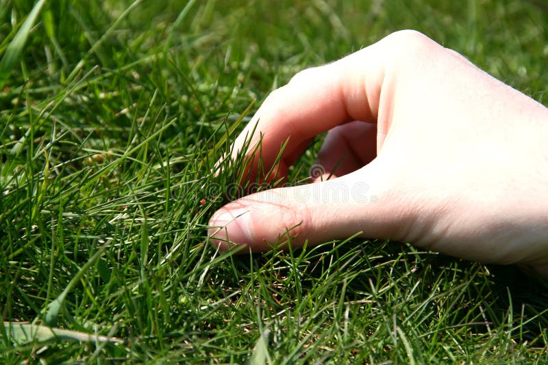 Hand on the grass stock photo. Image of close, pinch, field - 9272048