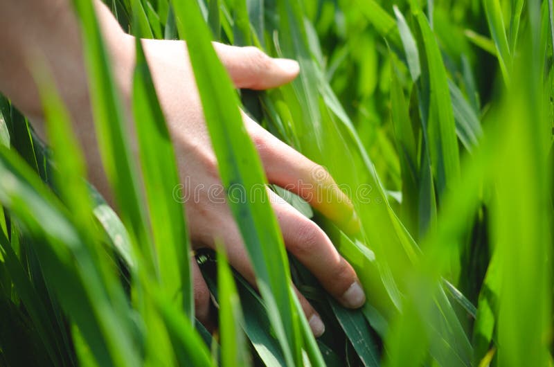 Hand on grass stock image. Image of natural, fingers - 34196341