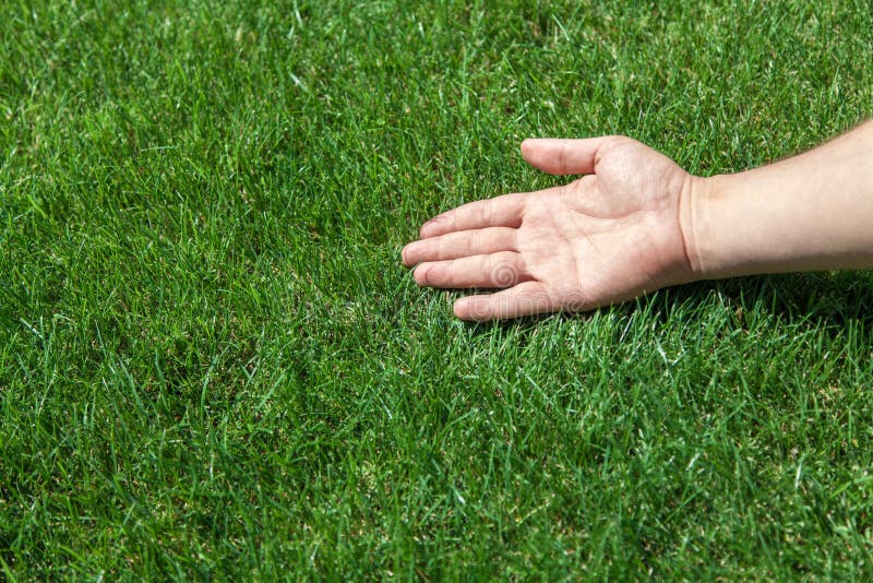 Hand on green grass stock image. Image of bright, landscape - 140972745