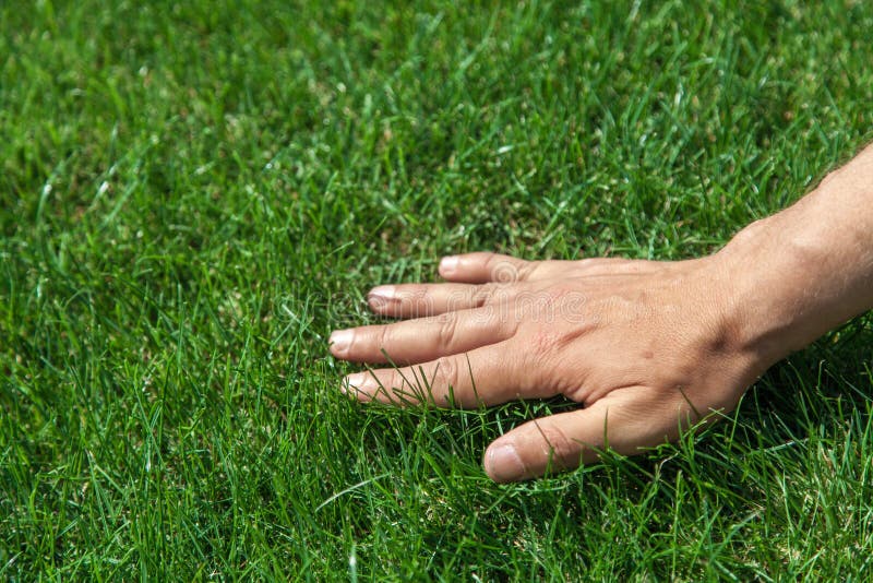 Hand on green grass stock image. Image of palm, finger - 147034667
