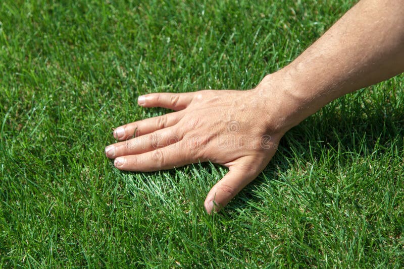 Hand on green grass stock photo. Image of childhood - 154416828