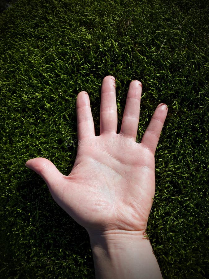 Hand on green moss stock photo. Image of finger, nature - 18195918