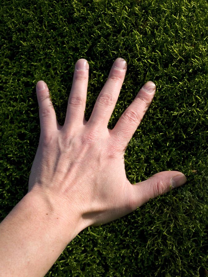 Hand on green moss stock image. Image of natural, hand - 18195957