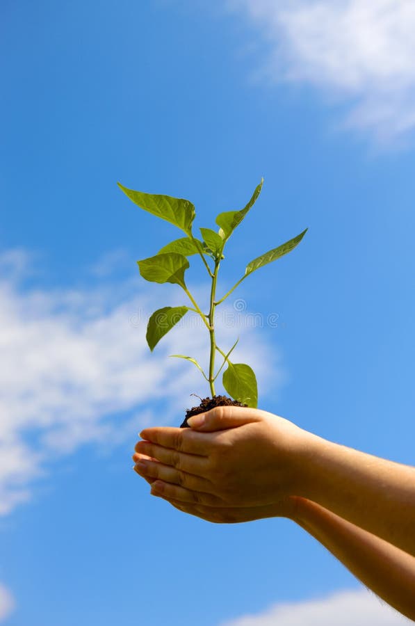 Hand Holding Plant stock photo. Image of growth, nourish - 2201472