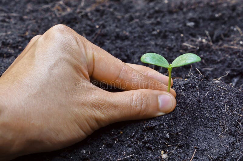 Hand growing a tree stock photo. Image of care, growing - 36232748